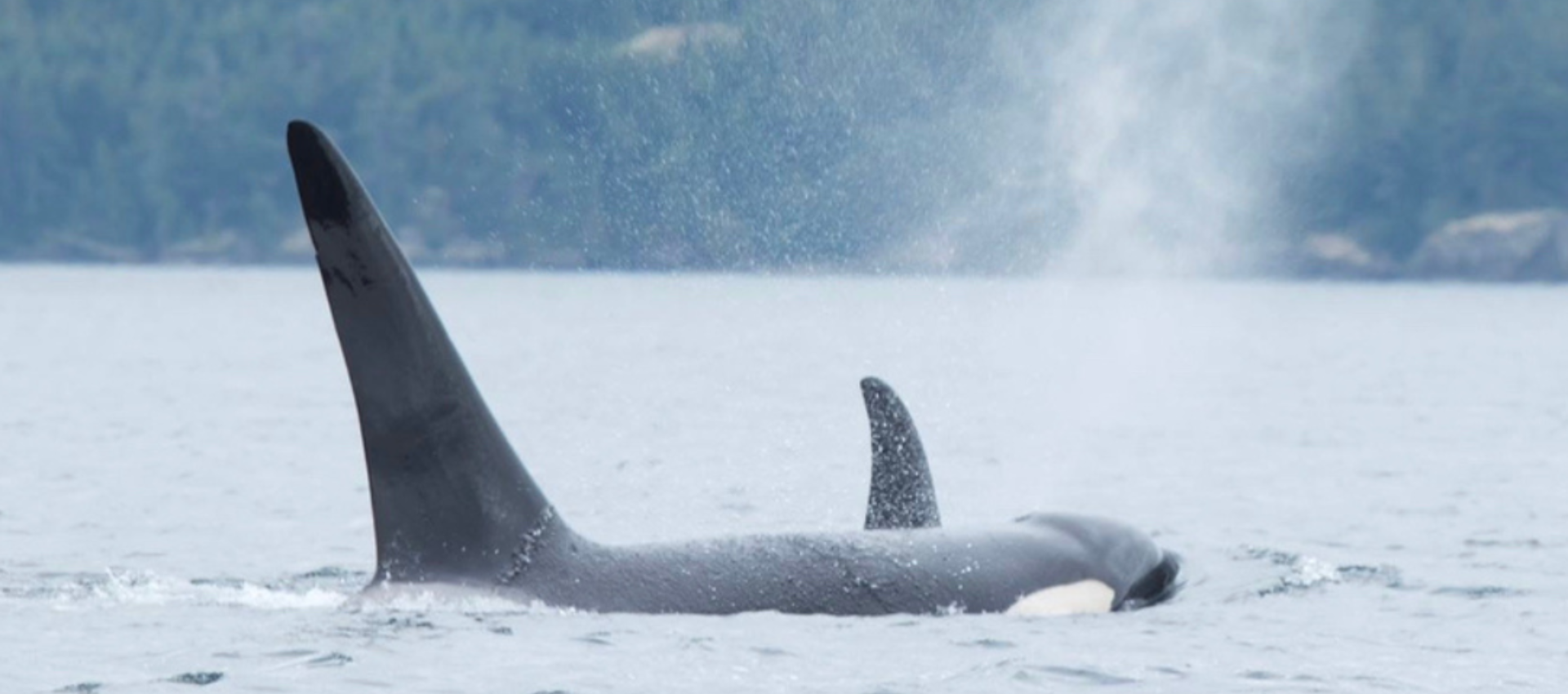 The Unique Lives of Male Orcas: Mama’s Boys of the Ocean - GREY WOLF ...