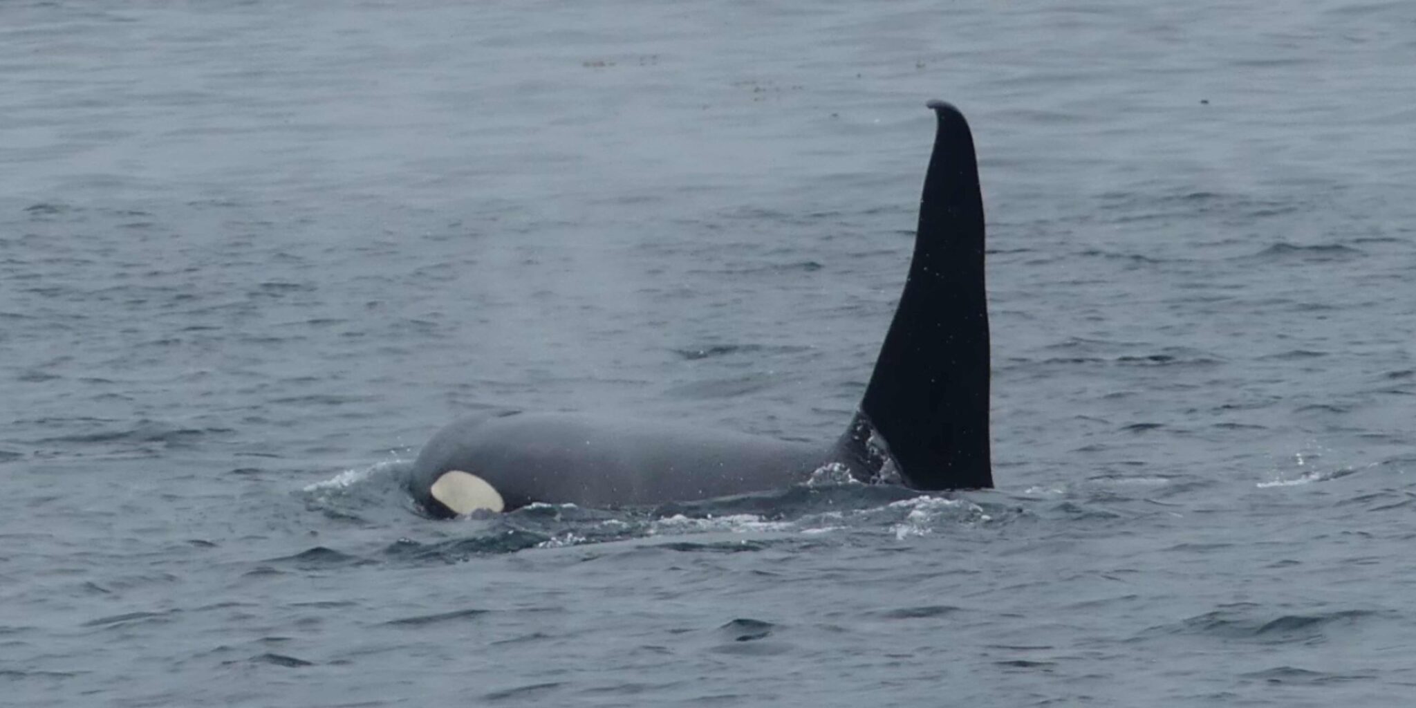 The Life and Legacy of A61 Surge: A Northern Resident Orca - GREY WOLF ...