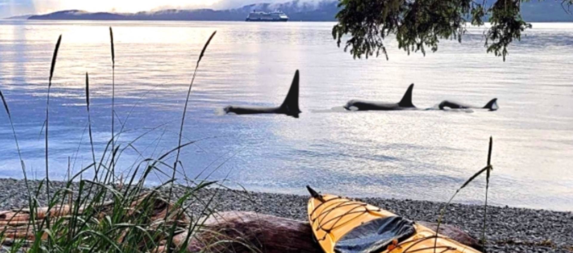 Land Based Whale Watching - GREY WOLF EXPEDITIONS