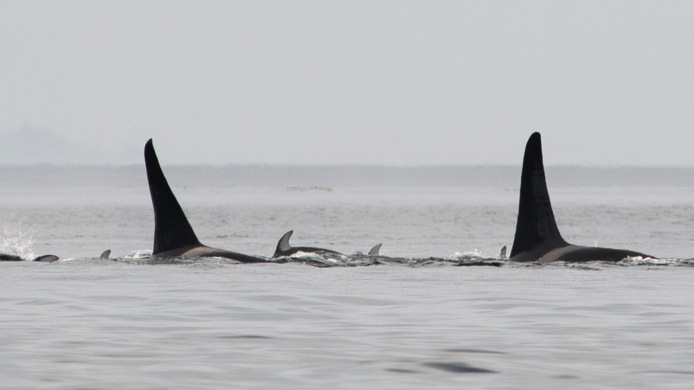Orca Social Behaviour: A Deeper Dive | Orca Camp Vancouver Island ...
