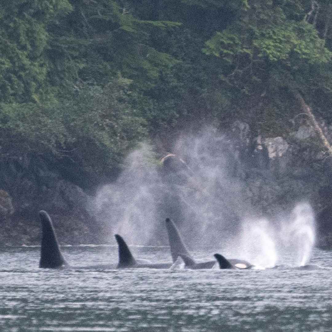 Northern Resident Killer Whales: Guardians of Johnstone Strait - GREY ...