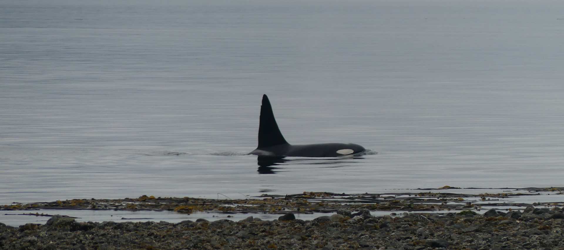 Orca Camp, Quietly Unforgettable: Why We Wait for Whales (and They ...