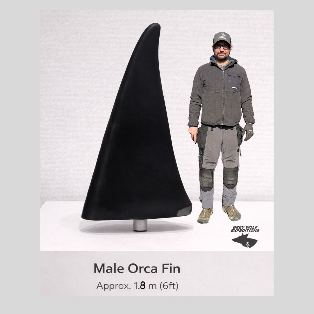 How Tall Is The Orca Dorsal Fin - GREY WOLF EXPEDITIONS