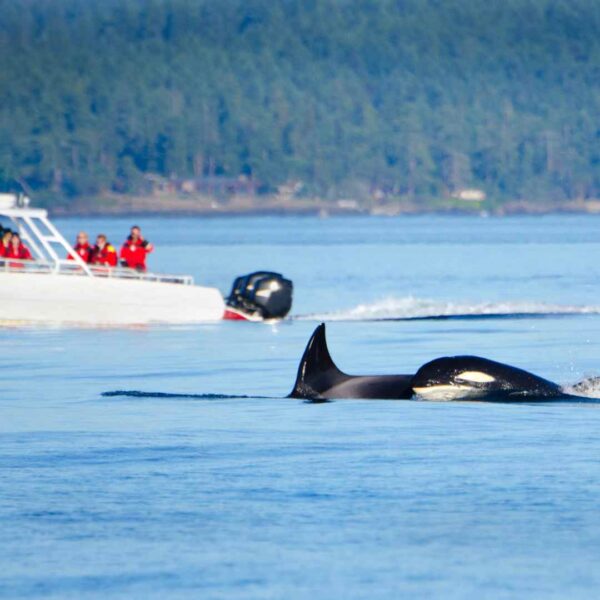 The Truth About Orcas “Attacking” Boats - GREY WOLF EXPEDITIONS